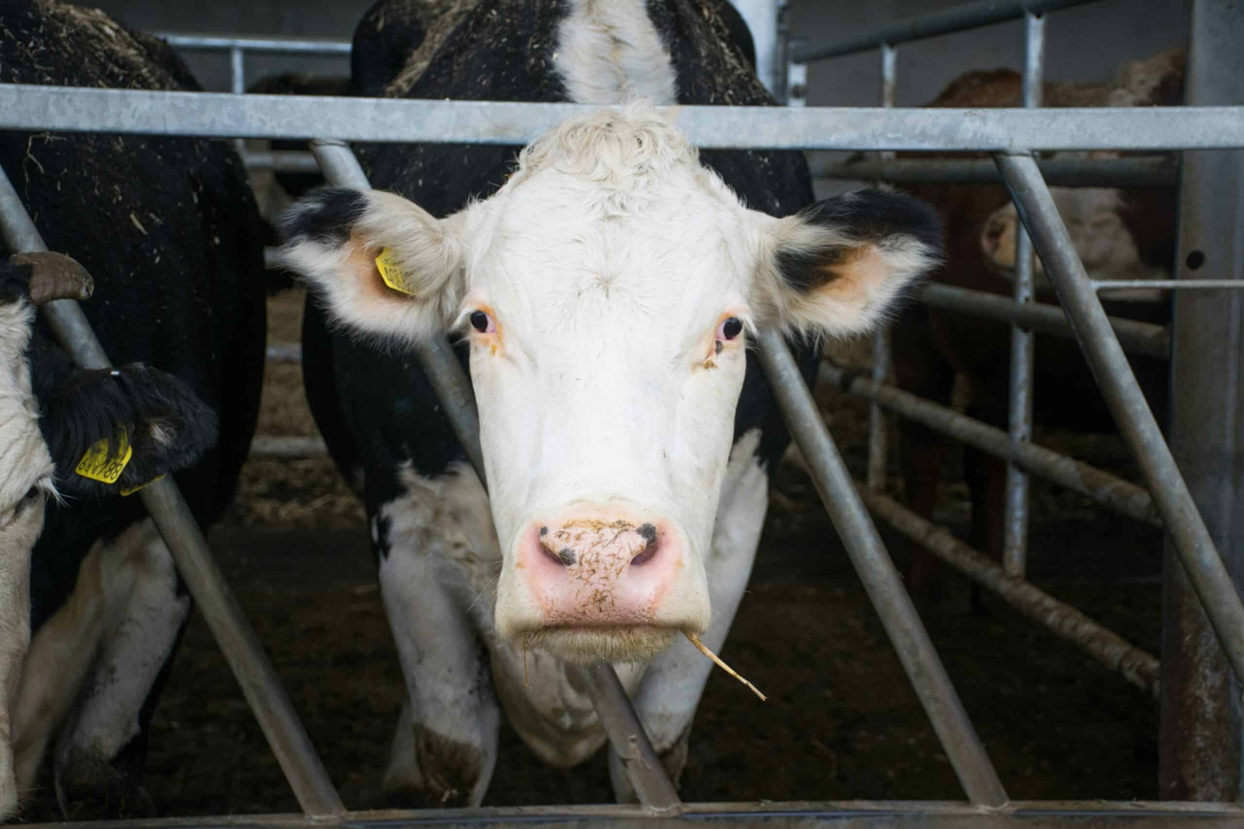 Agricultural and business relief changes – what we now know ...